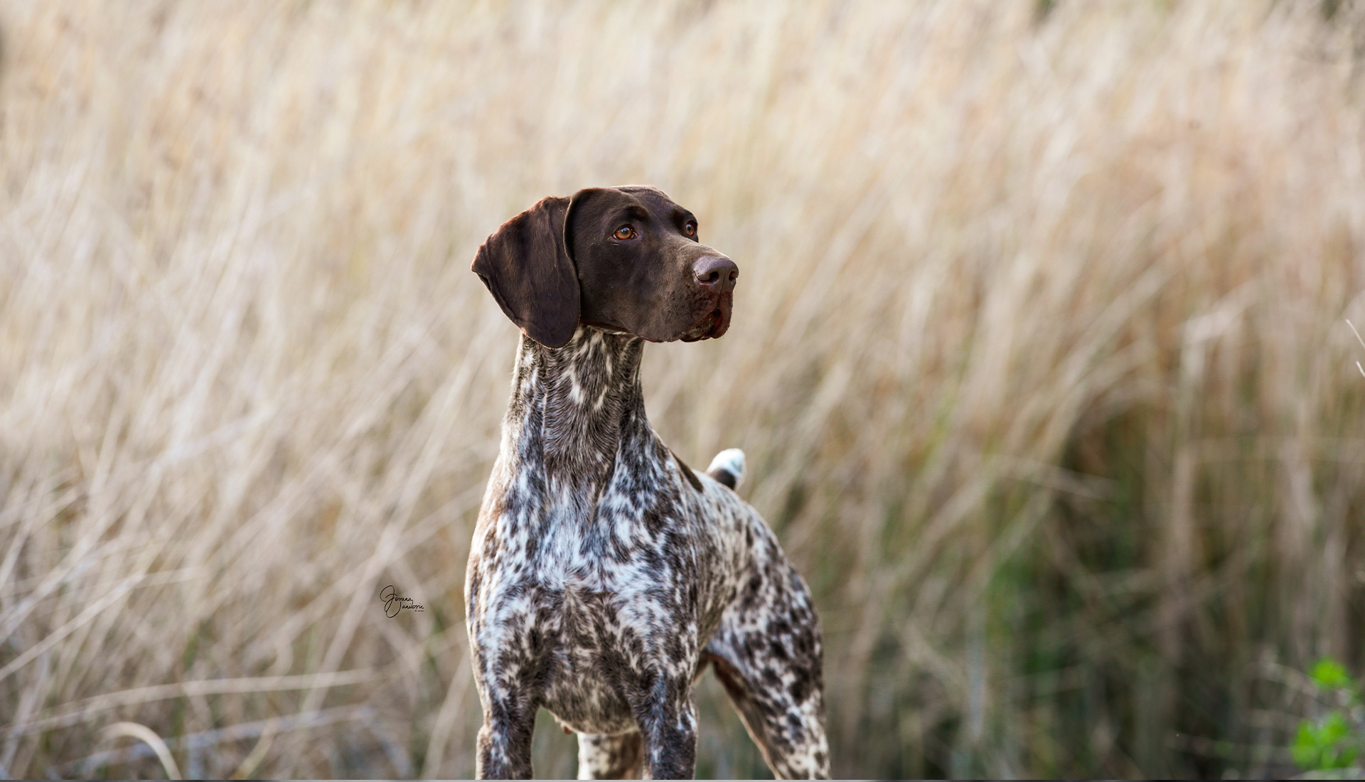 Best In Show Magazine USA | The Voice of Dog World